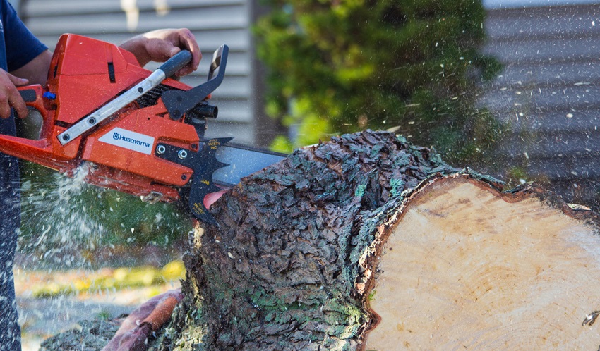 Tree & Plant Removal – Sybert Group